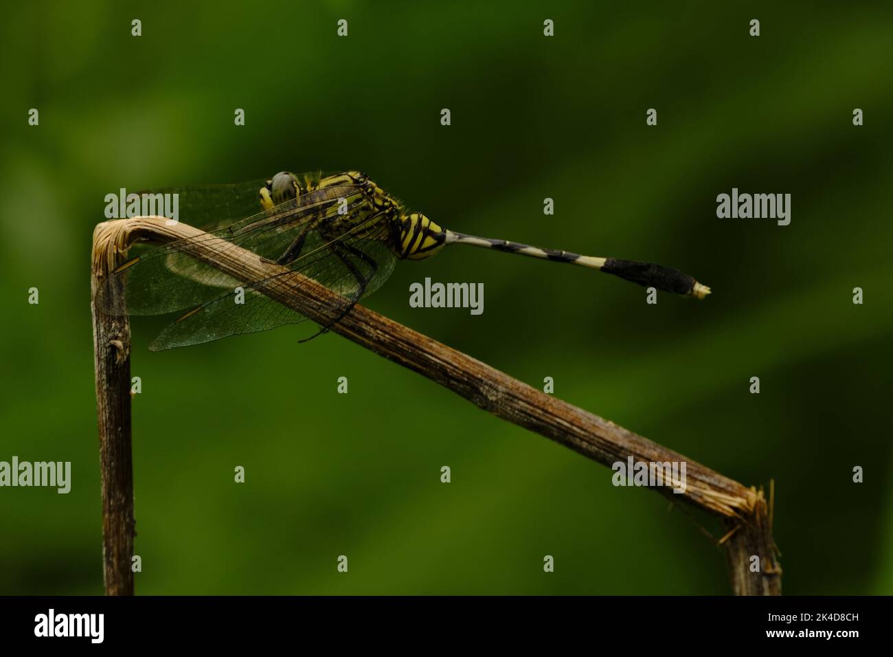 Capung badak hi-res stock photography and images - Alamy