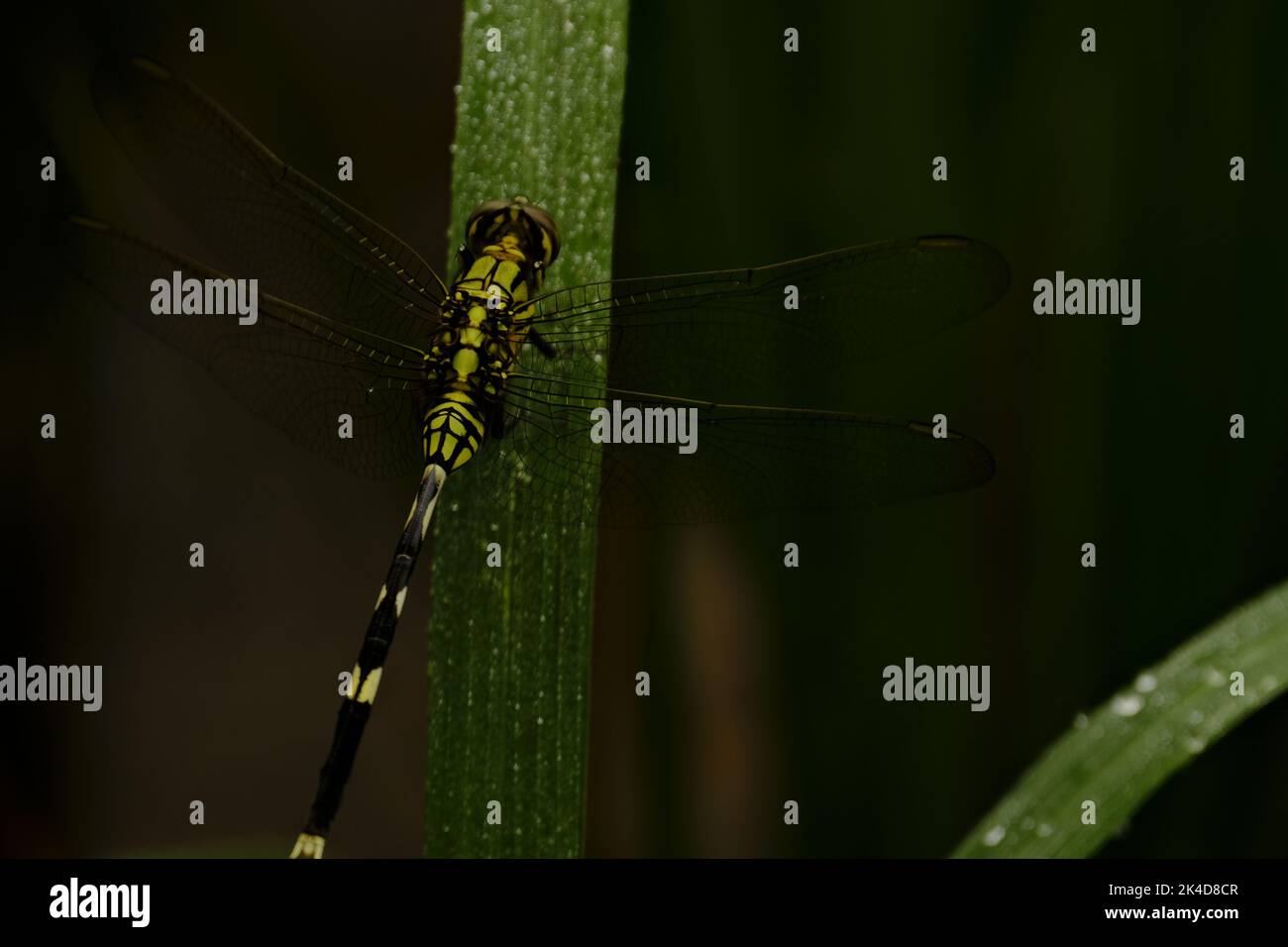 Capung badak hi-res stock photography and images - Alamy