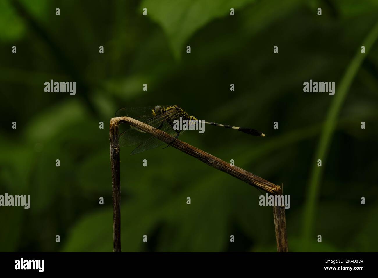 Capung badak hi-res stock photography and images - Alamy