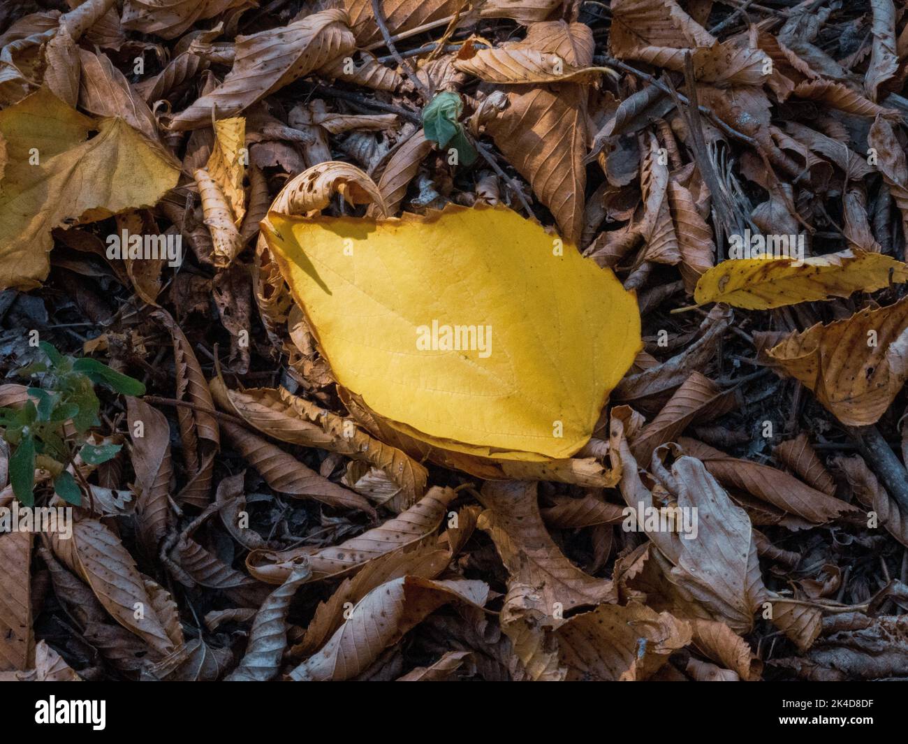 A closeup of a yellow leaf on a pile of dry leaves at fall Stock Photo ...