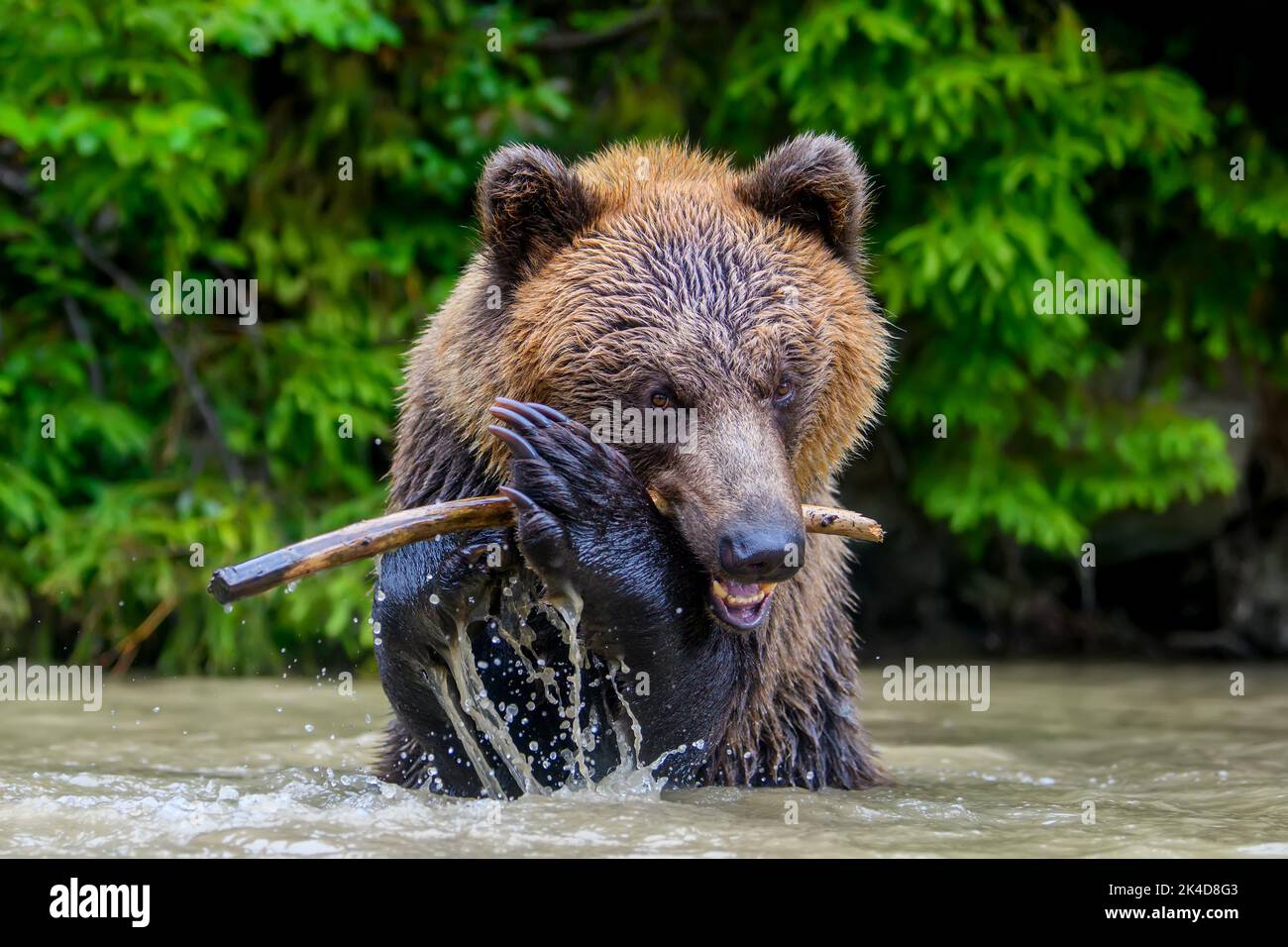 Wild Brown Bear (Ursus Arctos) on playing pond in the forest. Animal in natural habitat ...