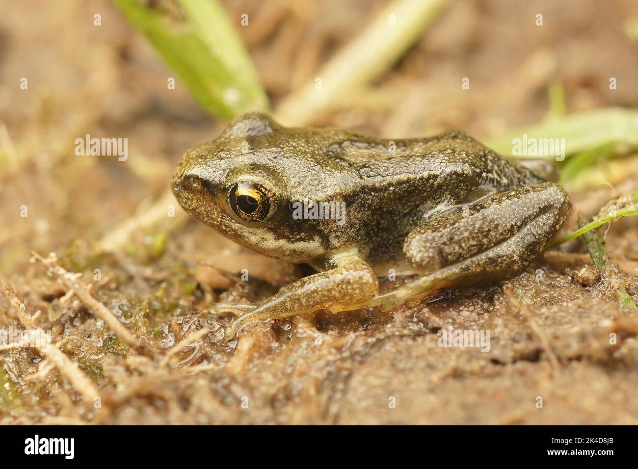 Closeup on small just metamorphosed froglet of hte Common European ...