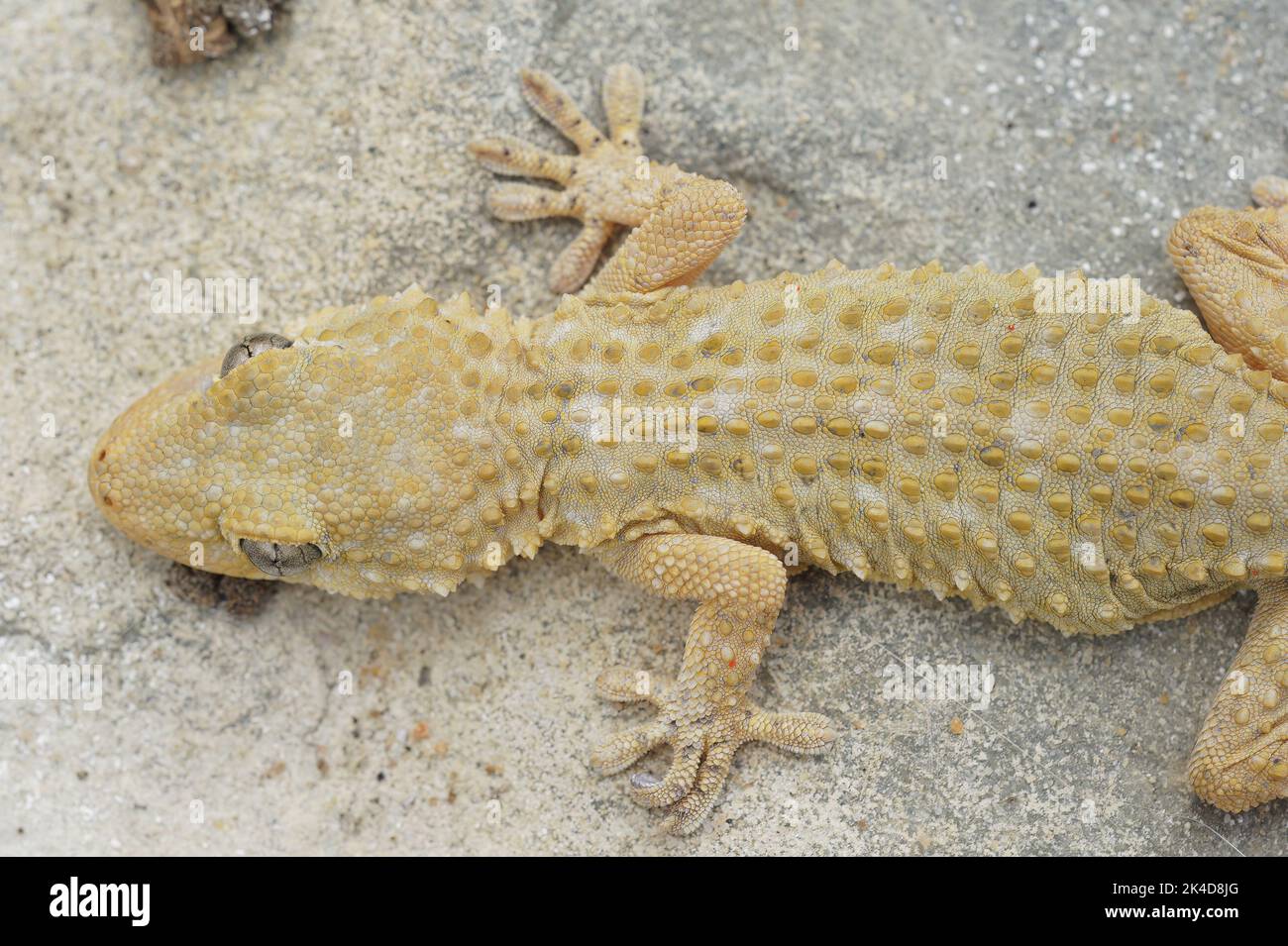 Detailed Closeup on a light colored adult European Common wall gecko ...