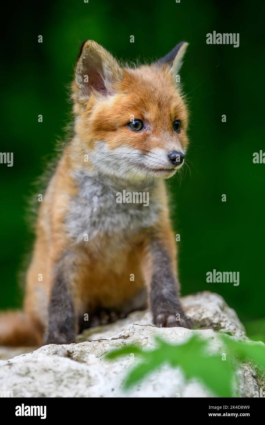 Red fox, vulpes vulpes, small young cub in forest. Cute little wild ...