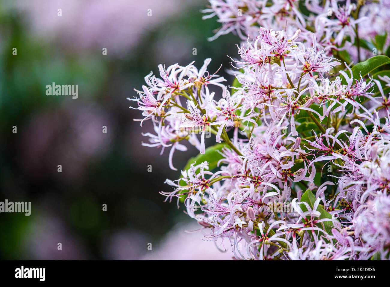 Calodendrum capense flowers hi-res stock photography and images - Alamy
