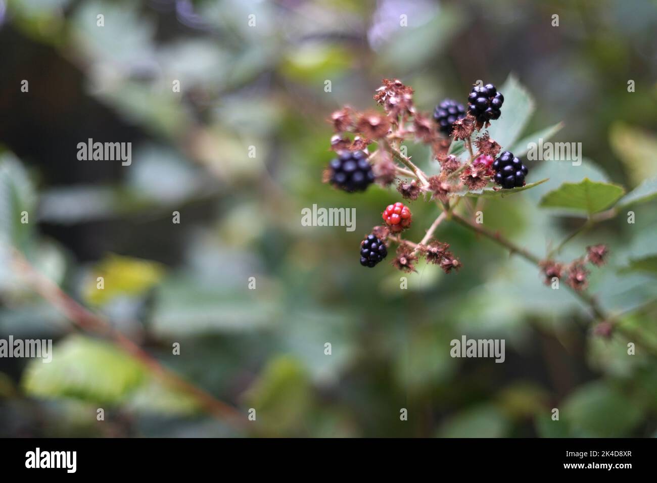 Wild berries of the pacific northwest hi-res stock photography and ...