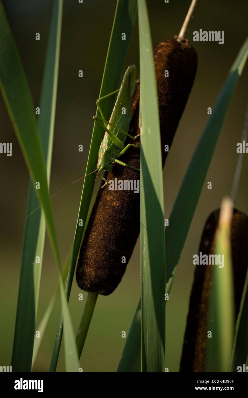 Grasshopper lake hi-res stock photography and images - Alamy