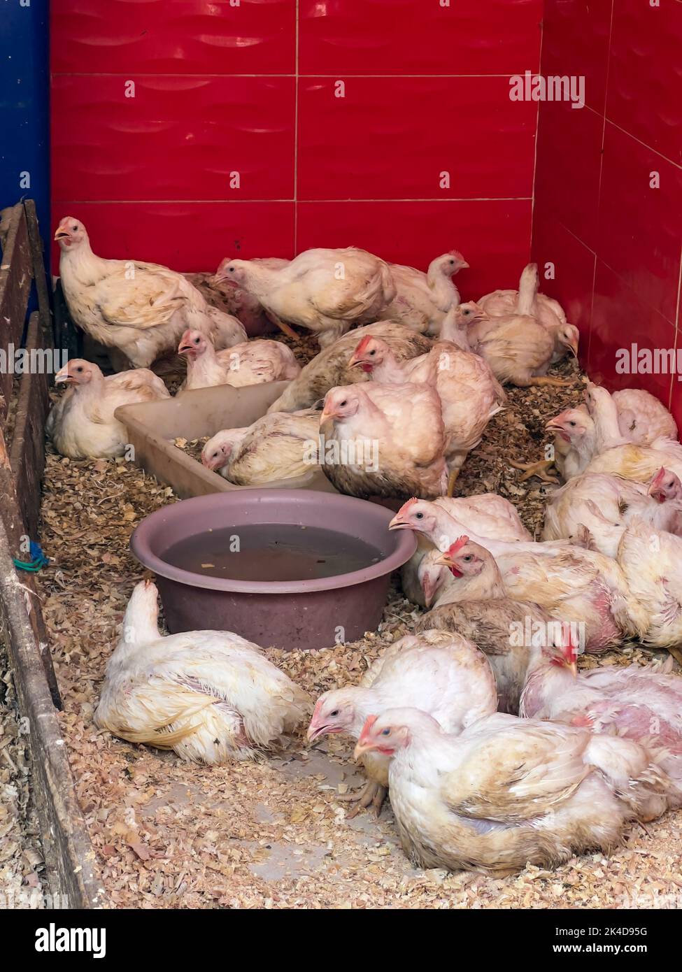 Crowded cage of chickens hi-res stock photography and images - Alamy