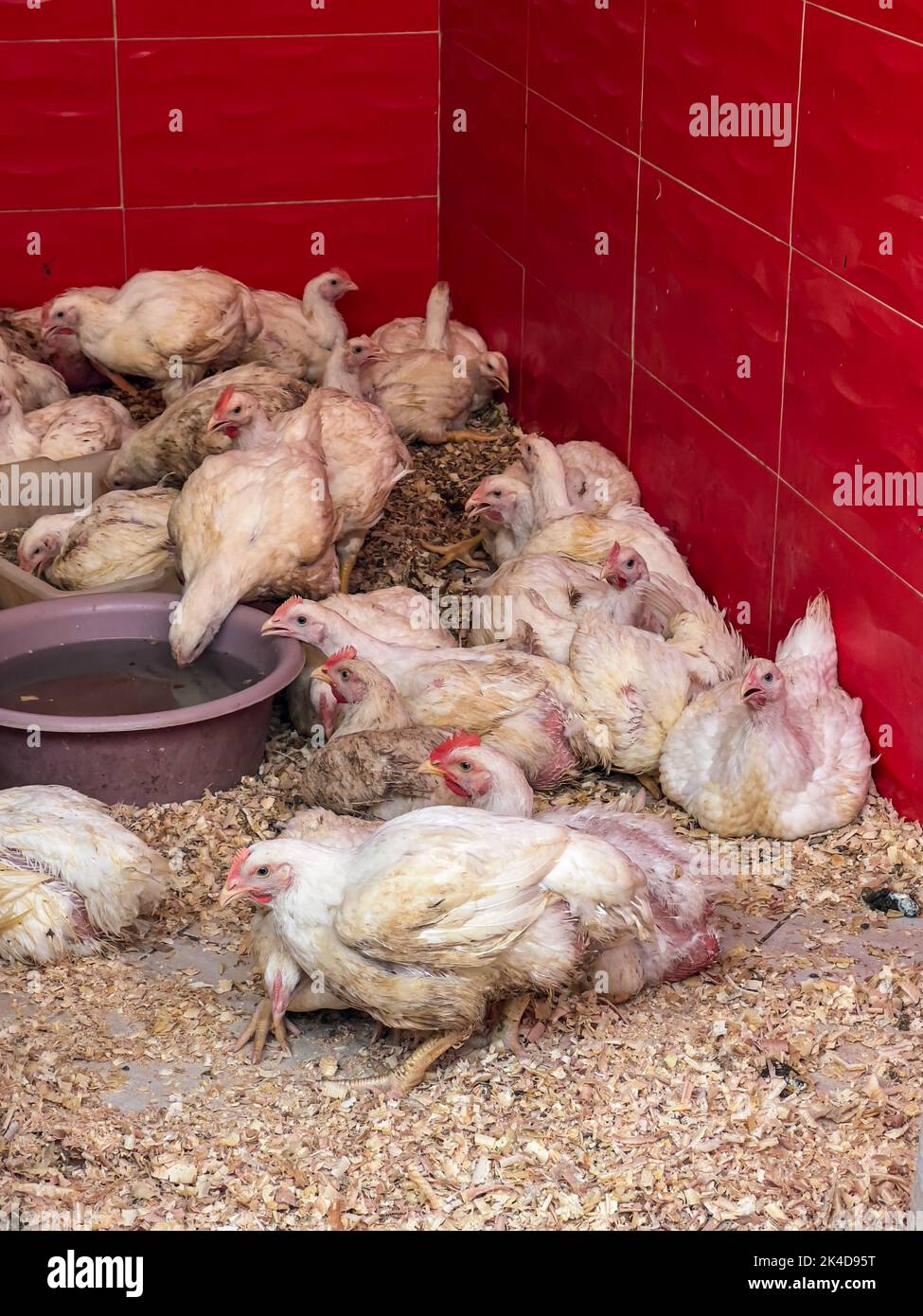 Living alive chickens poultry hi-res stock photography and images - Alamy