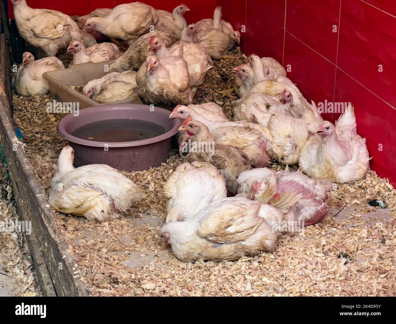 Crowded cage of chickens hi-res stock photography and images - Alamy