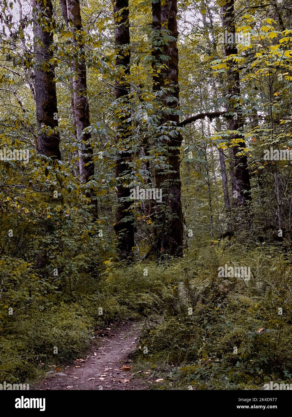 An evening in a Vancouver Island rainforest with a path wondering ...