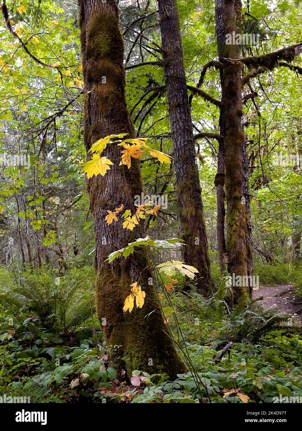 Three large maple trees in a Vancouver Island rainforest with bright ...