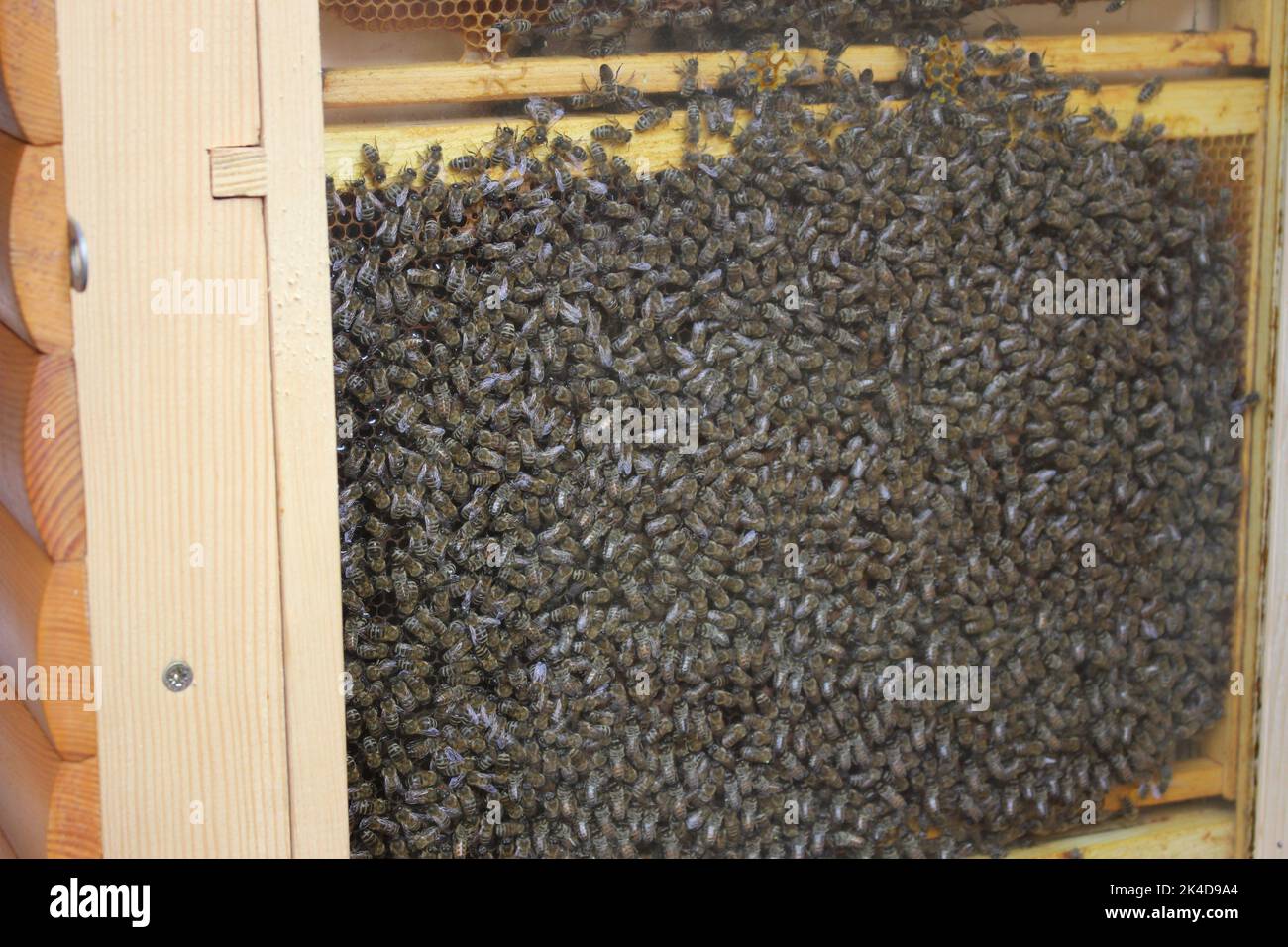 Big hive hi-res stock photography and images - Alamy