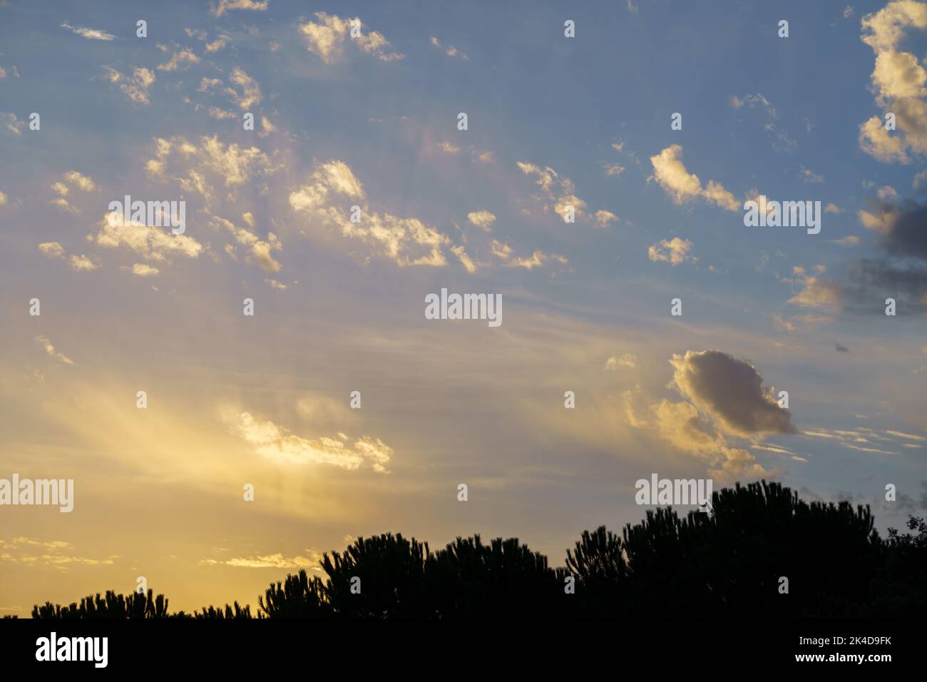 dramatic sky at sunrise with yellow colors with trees at the bottom ...