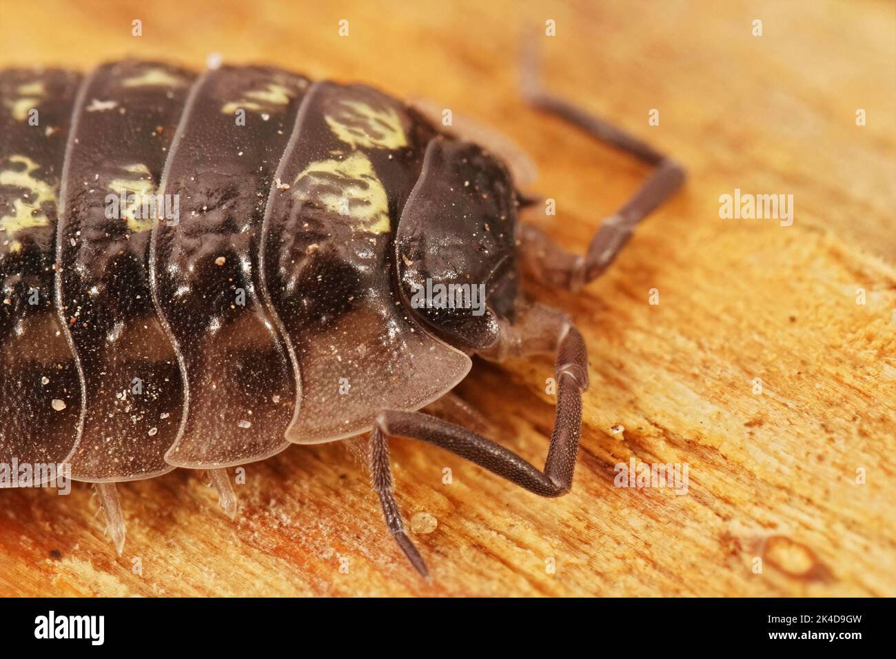 Closeup on the head of a Common shiny grey woodlouse Oniscus asellus in ...