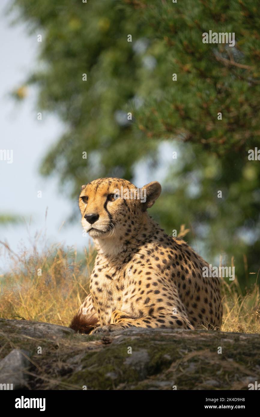 A vertical shot of a leopard Stock Photo - Alamy