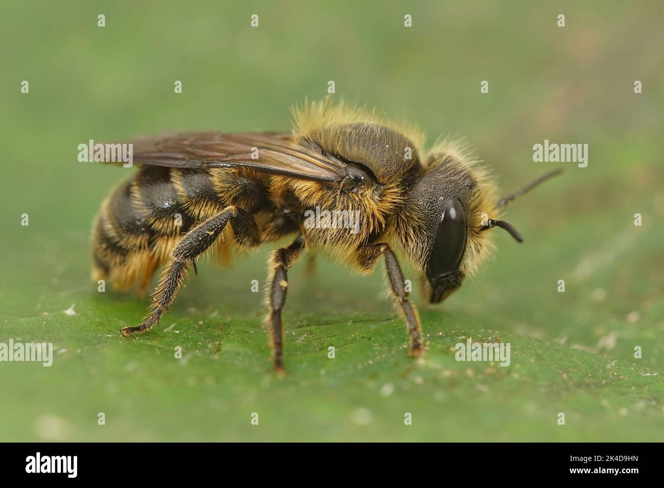 Jersey mason bee osmia niveata hi-res stock photography and images - Alamy