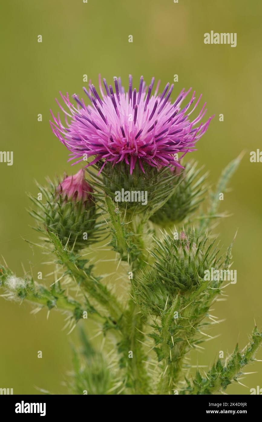 Vertical closeup on a colorful purple spear-thistle flower, Cirsium ...