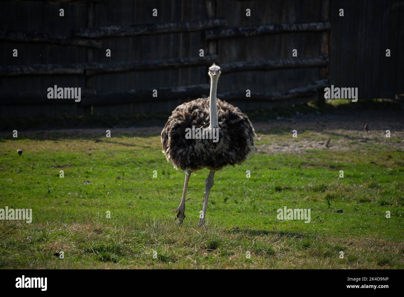 A common ostrich running in the field Stock Photo - Alamy