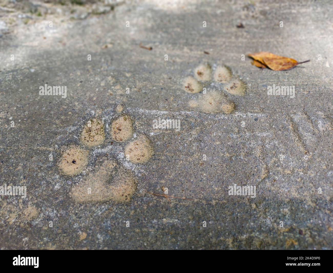 Dog footprints on concrete, on a hiking trail Stock Photo - Alamy