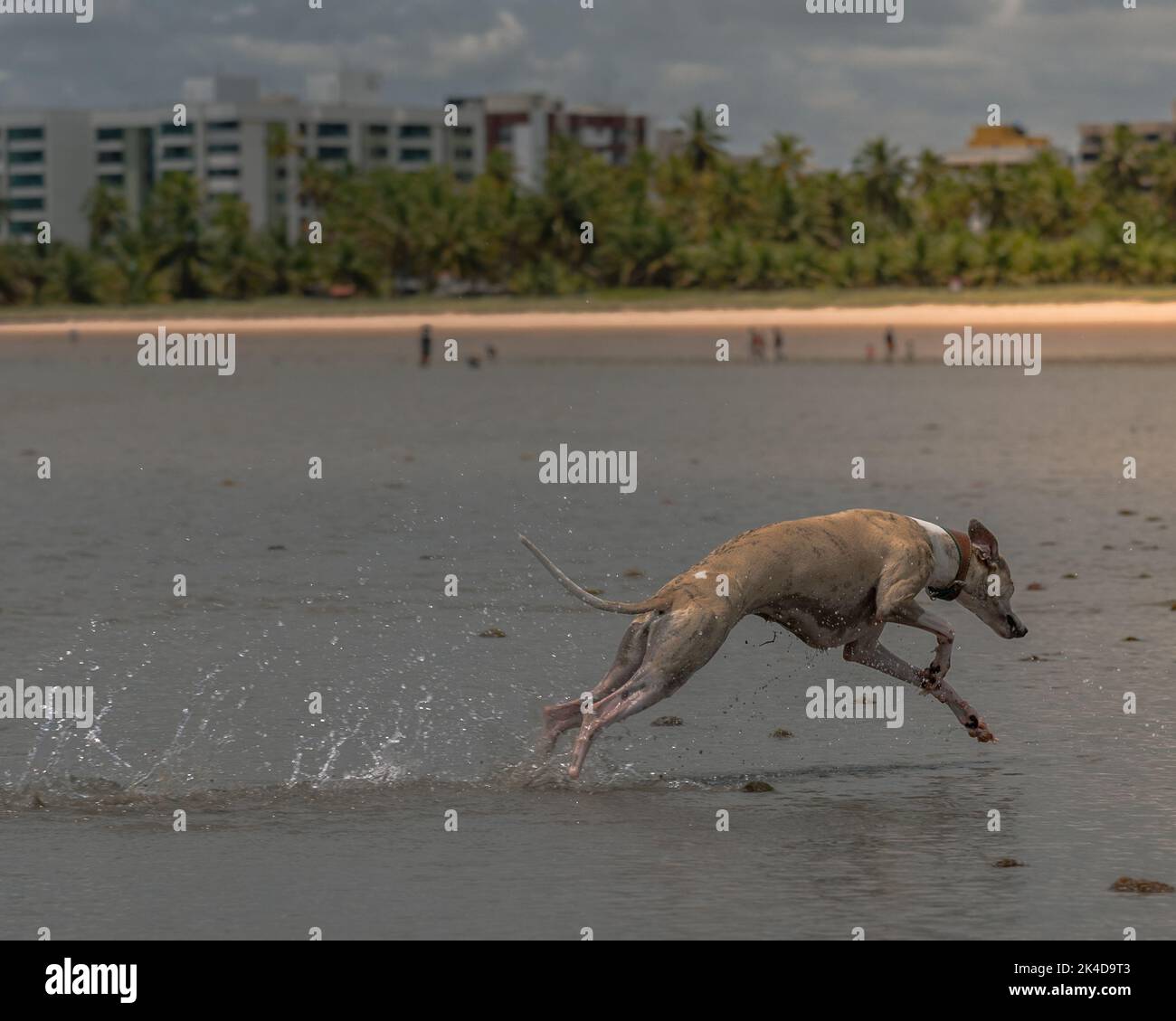 Chortai dog hi-res stock photography and images - Alamy