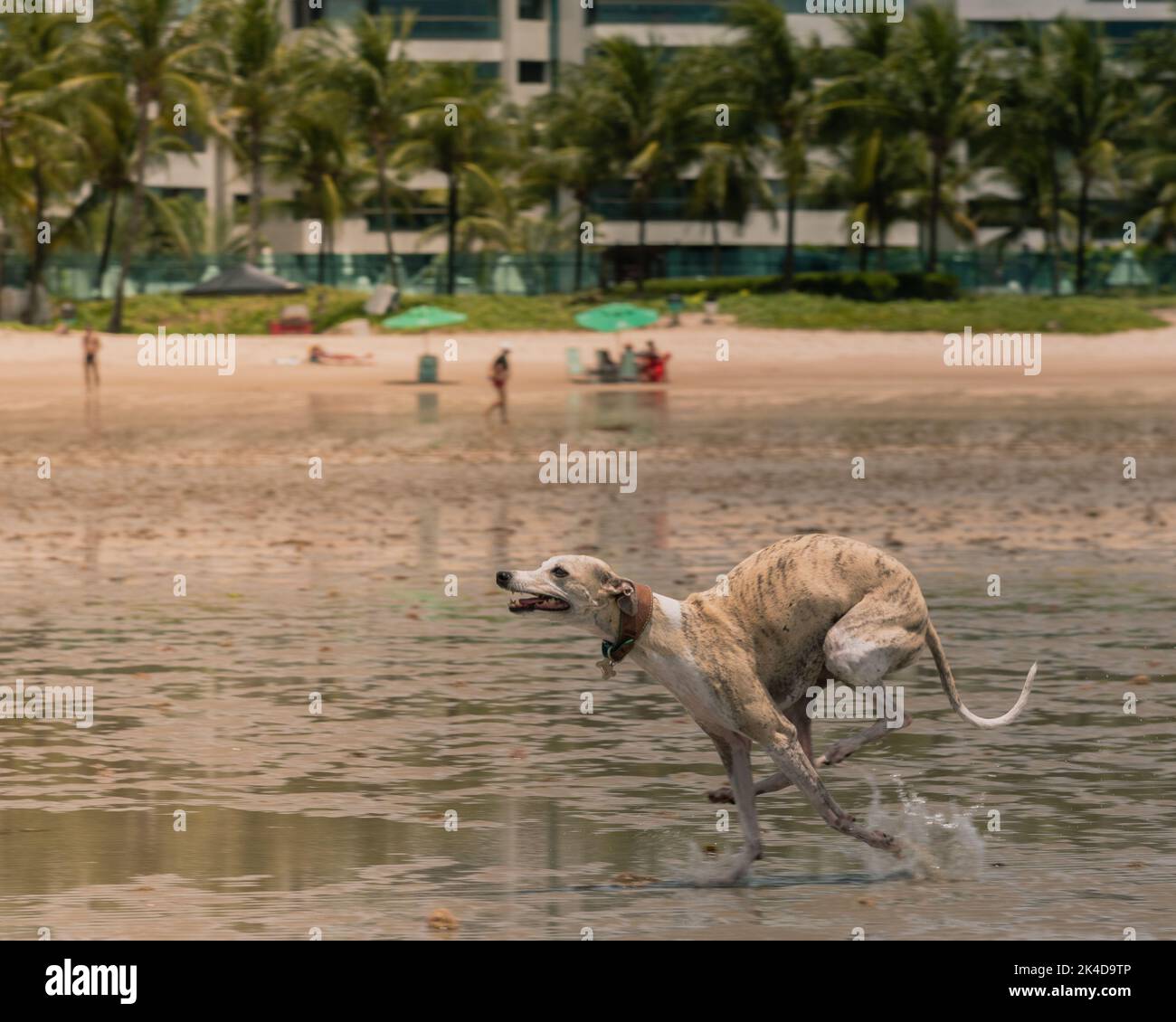 A Hortai greyhound running on the beach with palm trees in the ...