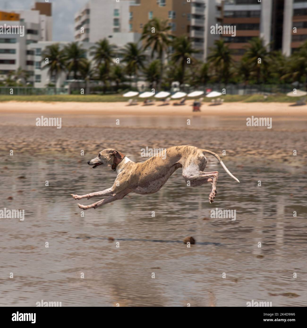 A Hortai greyhound running on the beach with palm trees and buildings ...