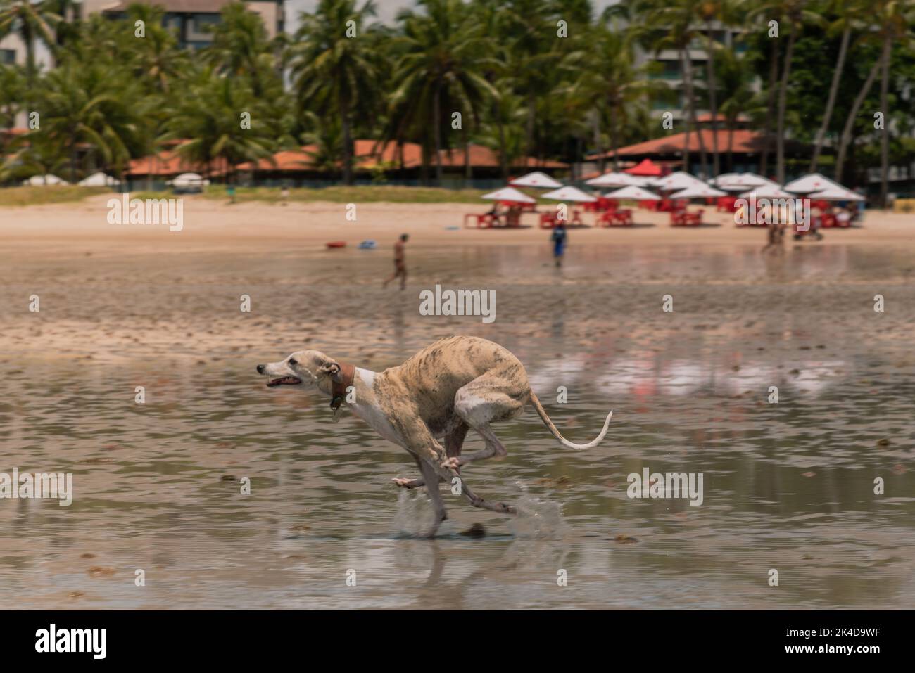 Chortai dog hi-res stock photography and images - Alamy
