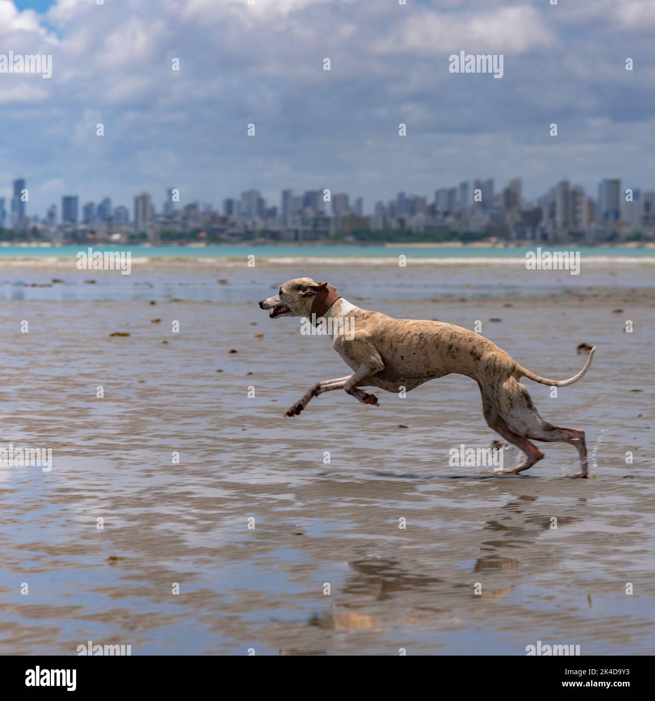 Running racing greyhound dog on hi-res stock photography and images - Alamy