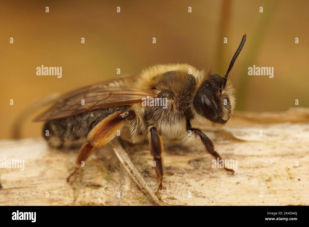 Closeup on a female grey-gastered mining bee, Andrena tibialis sitting ...