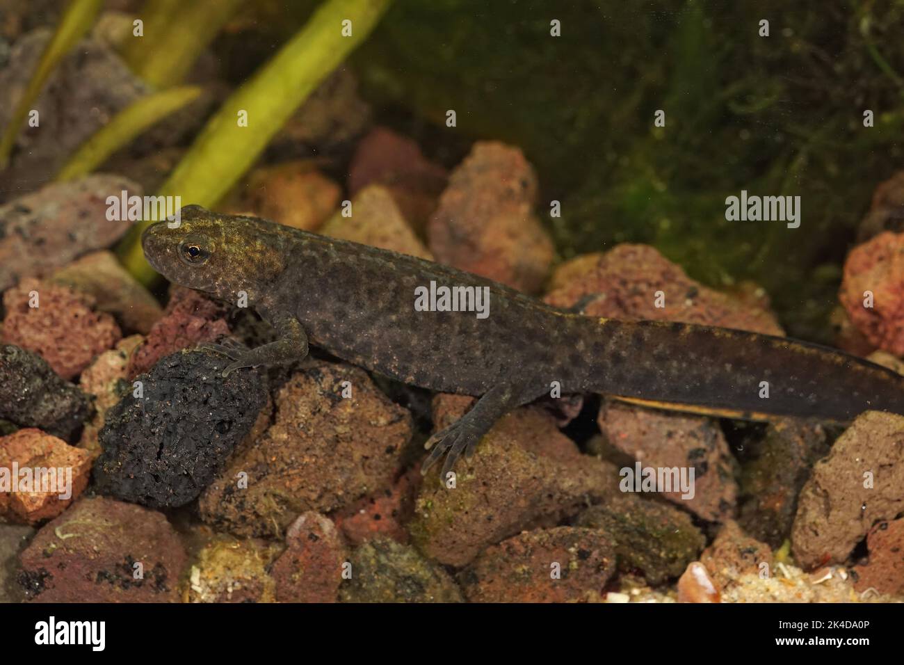 Macedonian crested newt hi-res stock photography and images - Alamy