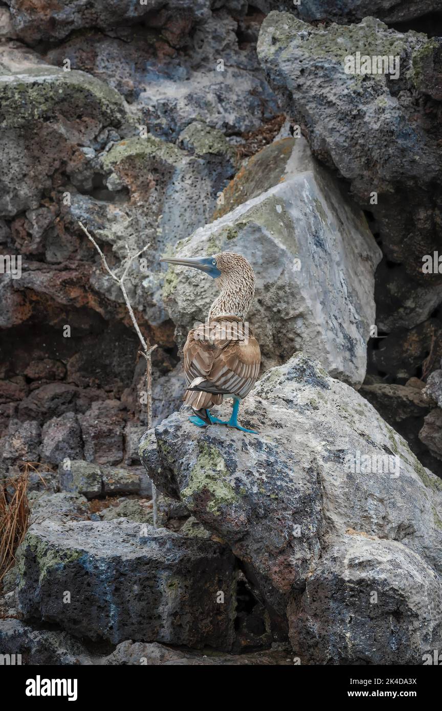 The big rock formations on the coast of the sea Stock Photo - Alamy