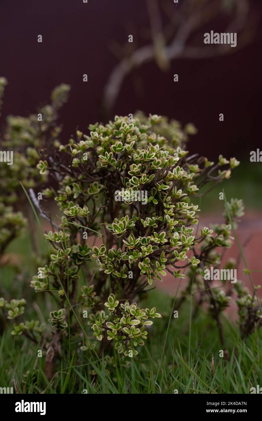 A vertical shot of Garden phlox flowers Stock Photo - Alamy