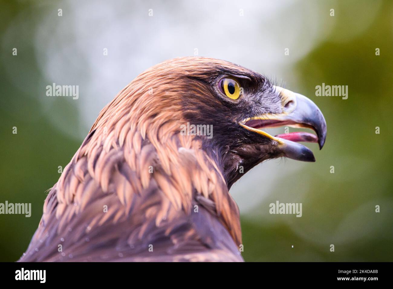 A closeup of a golden eagle (Aquila chrysaetos) head in profile on the ...
