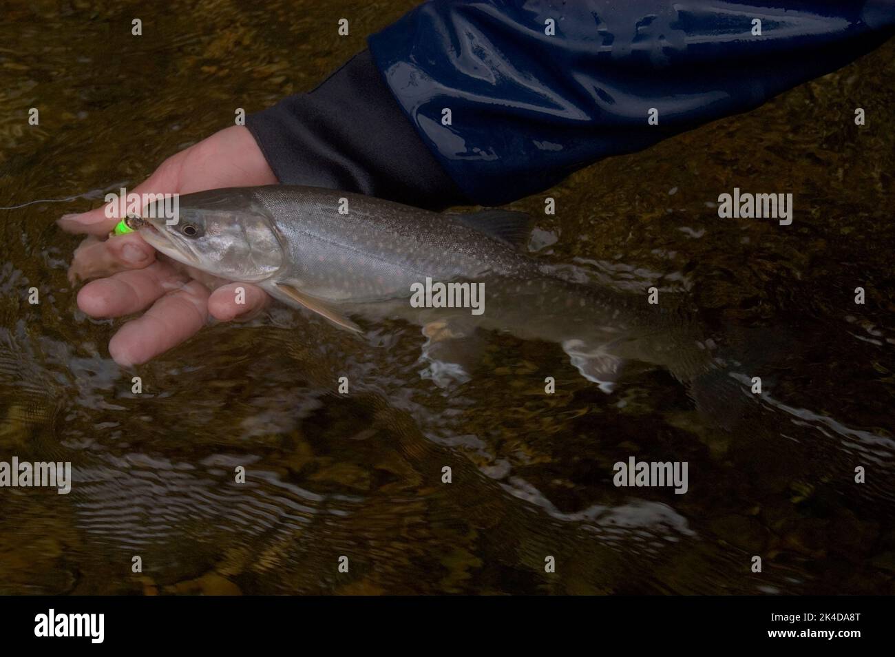 Dolly catch hi-res stock photography and images - Alamy