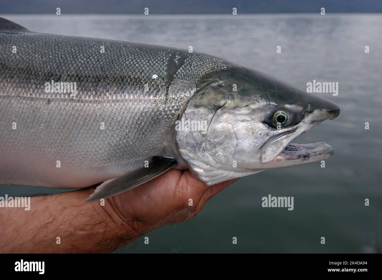 A Silver (Coho) salmon, Clarence Strait Stock Photo - Alamy