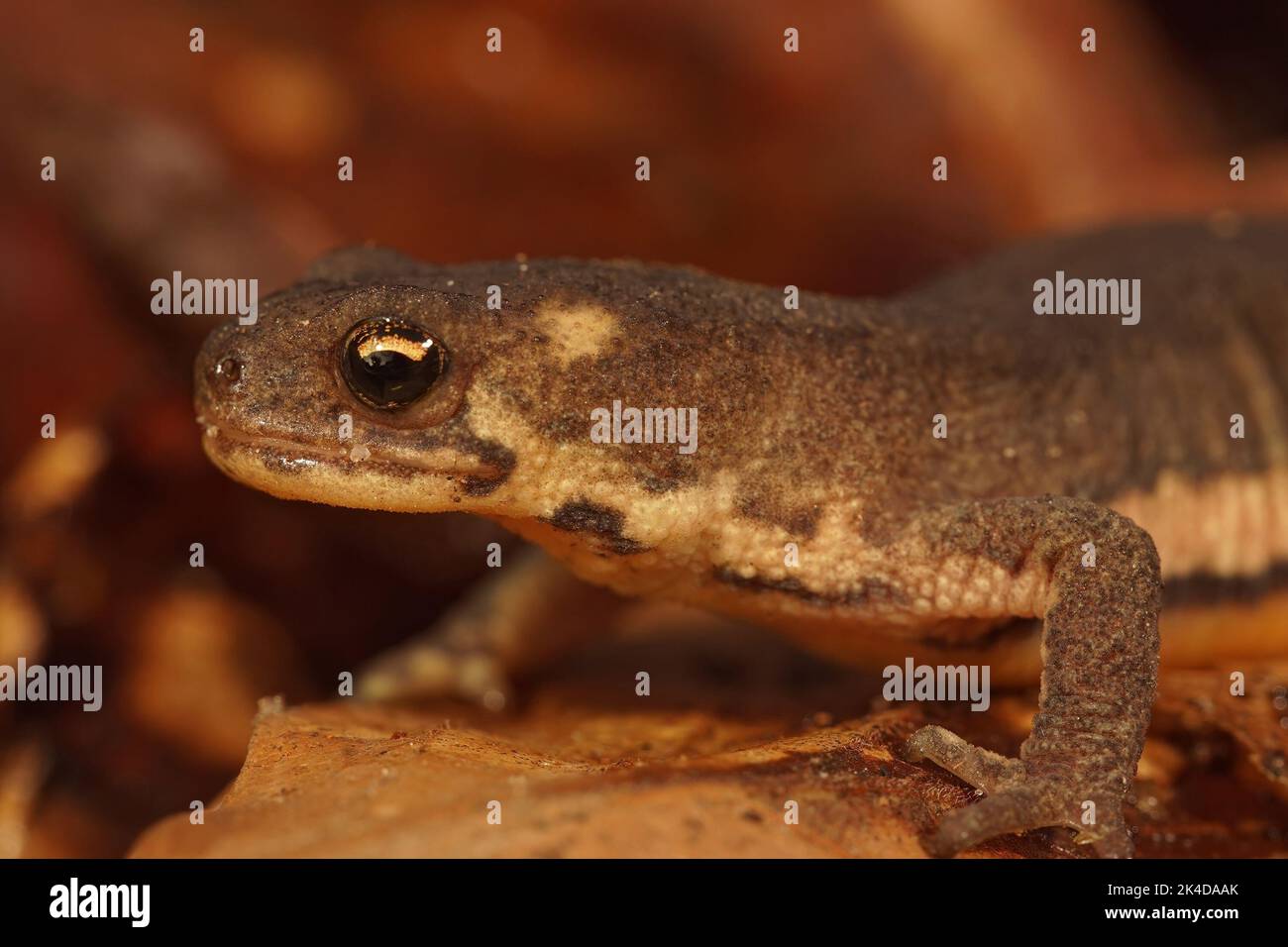 Closeup on the head of a female northern banded newt, Ommatotriton ...