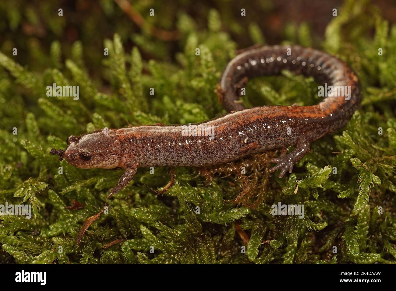 North american salamander hi-res stock photography and images - Alamy