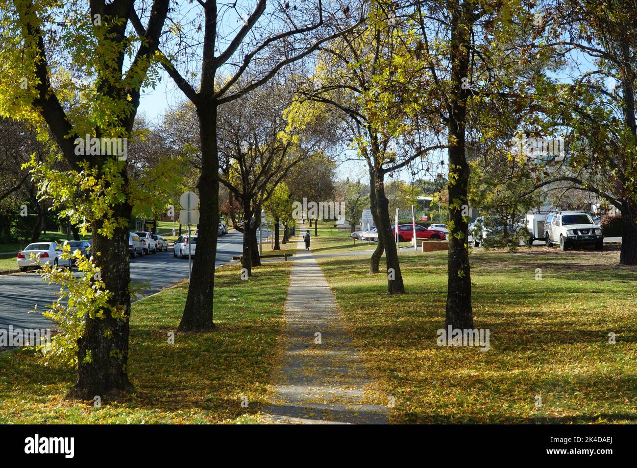 a path between trees in a park Stock Photo - Alamy