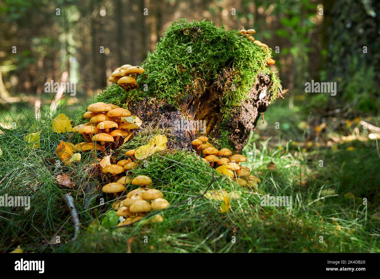 viele gelbe Pilze am Baumstumpf mit Moos und Gras Stock Photo - Alamy