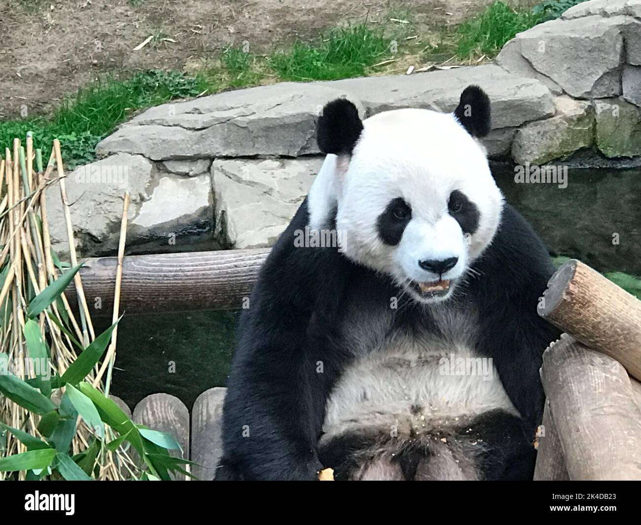 Panda sittin in Everland zoo, South Korea Stock Photo - Alamy