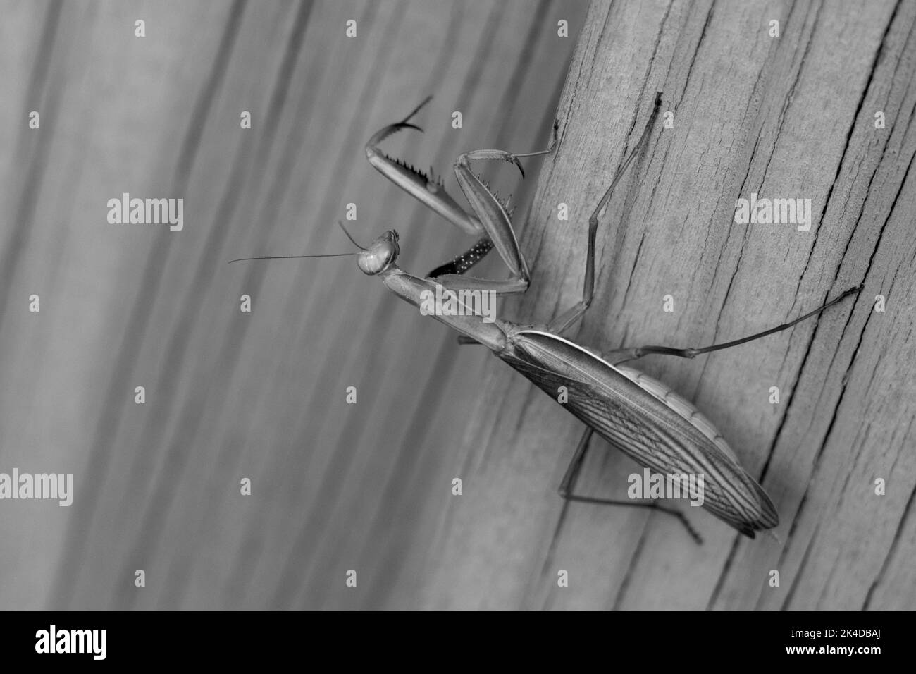 Mantis species Black and White Stock Photos & Images - Alamy