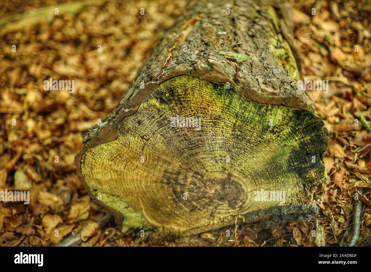 STUMP: A cut down tree lies in the woodland Stock Photo - Alamy
