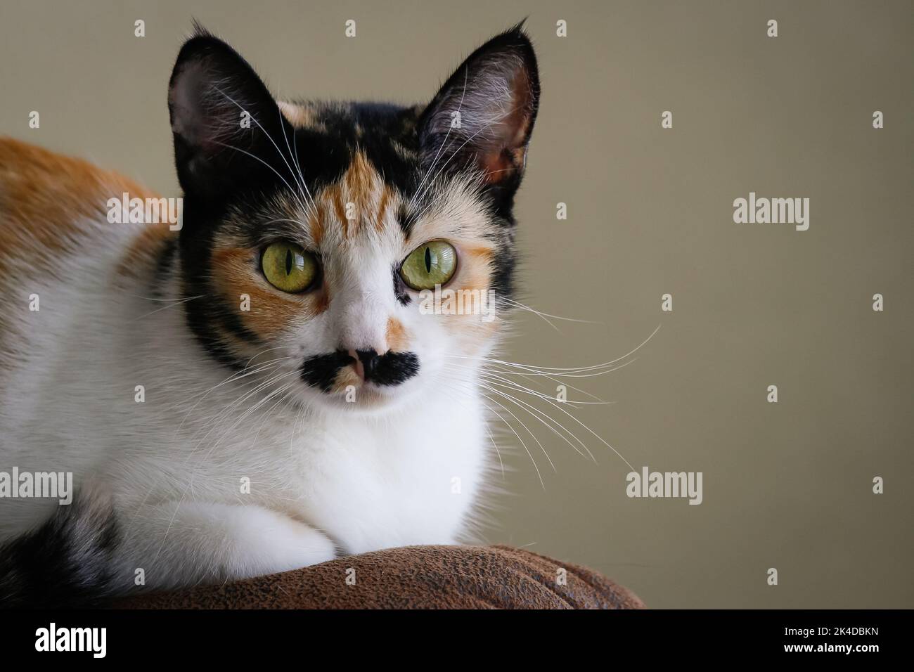 A calico cat sitting on a couch Stock Photo - Alamy