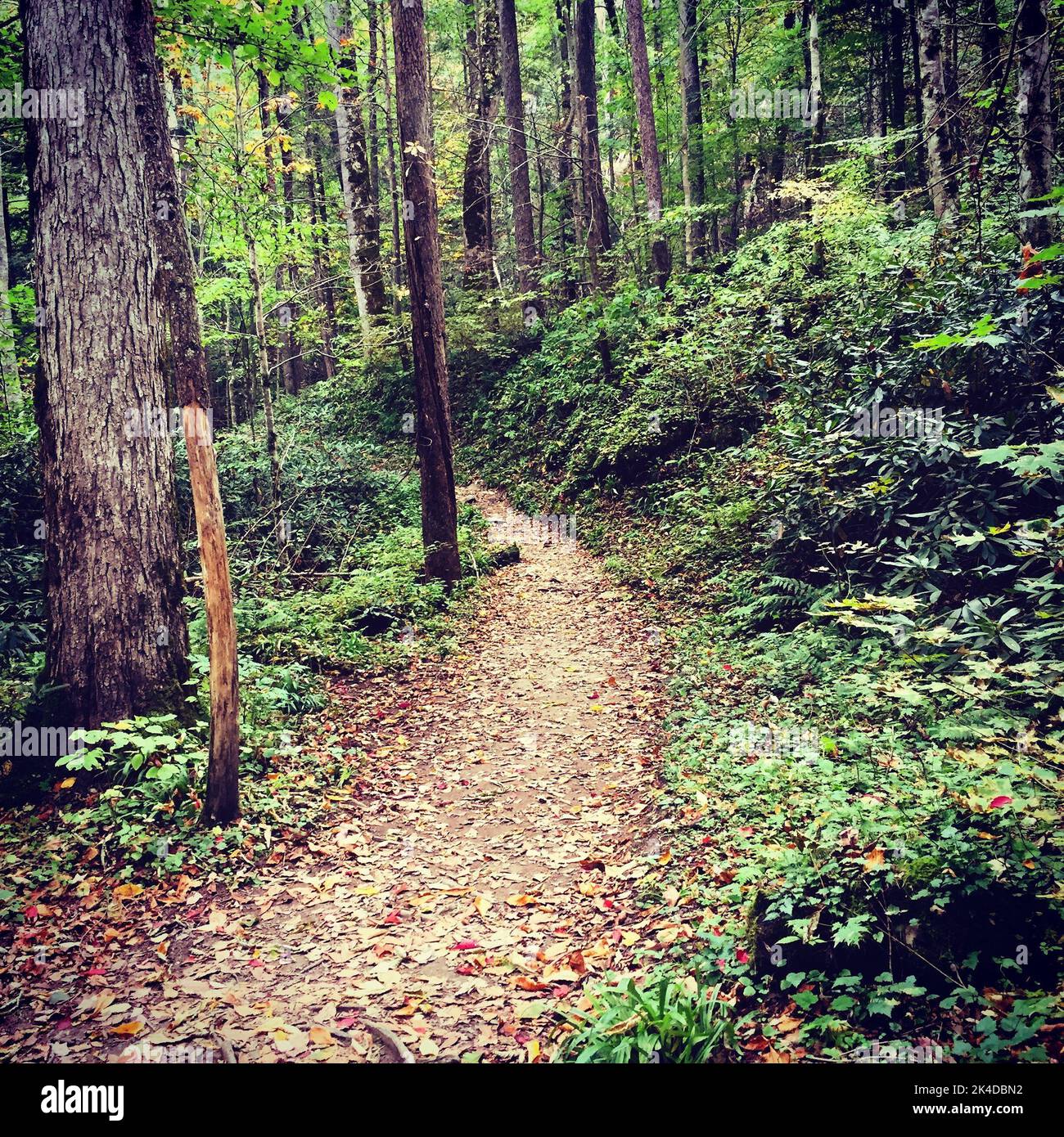A pathway in the forest Stock Photo - Alamy