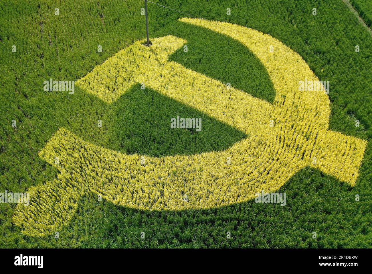 ZHENJIANG, CHINA - OTOBER 2, 2022 - An aerial photo shows a paddy ...