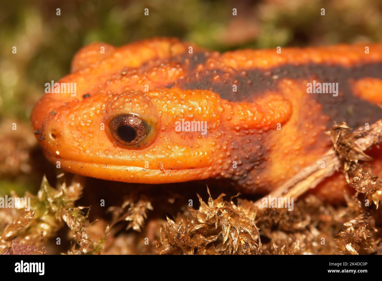 Detailed closeup on an adult endangered, colorful orange Asian ...
