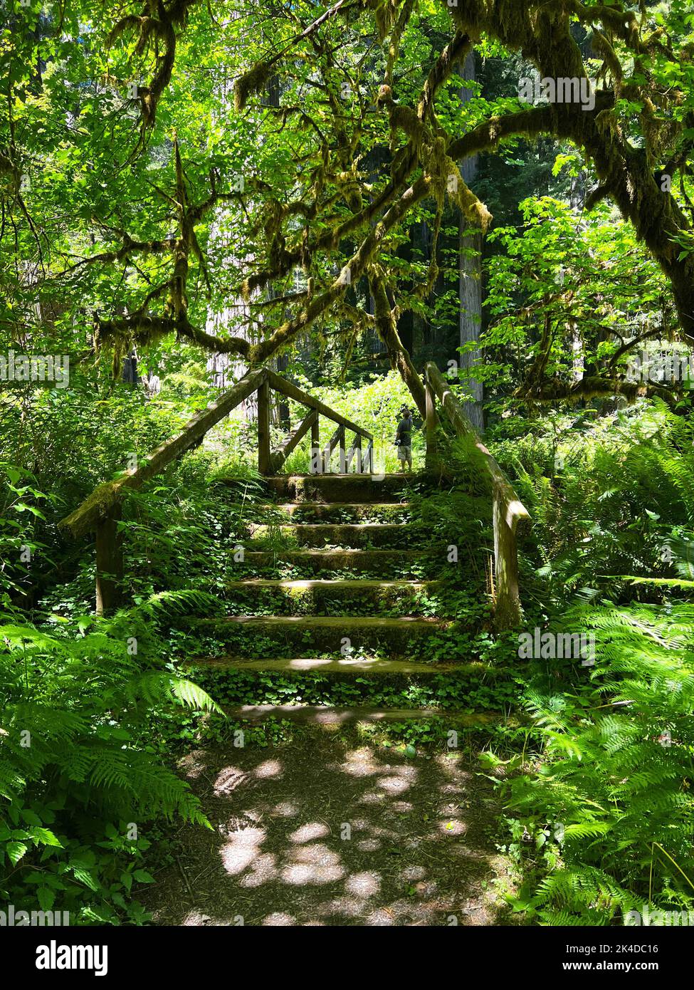 A vertical shot of stairs in a forest Stock Photo - Alamy