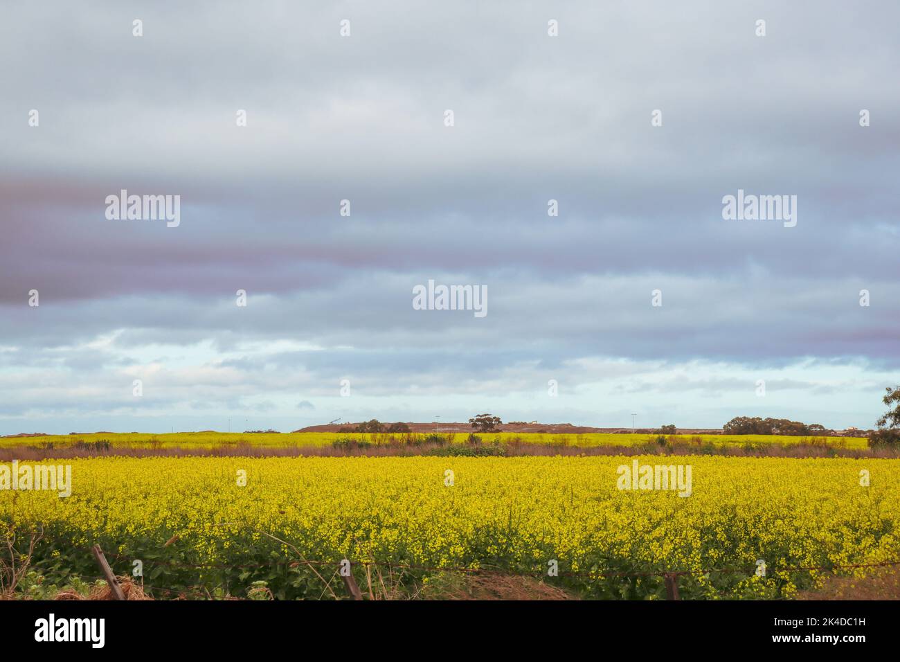 spring landscape of flowering canola crops and distant land development ...
