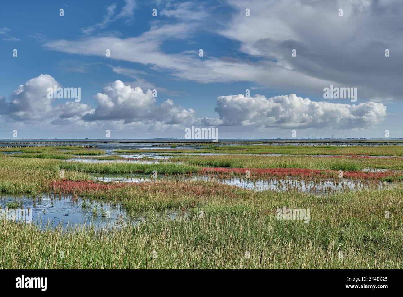 Salt Marsh on Eiderstedt Peninsula,North Sea,North Frisia,Germany Stock ...